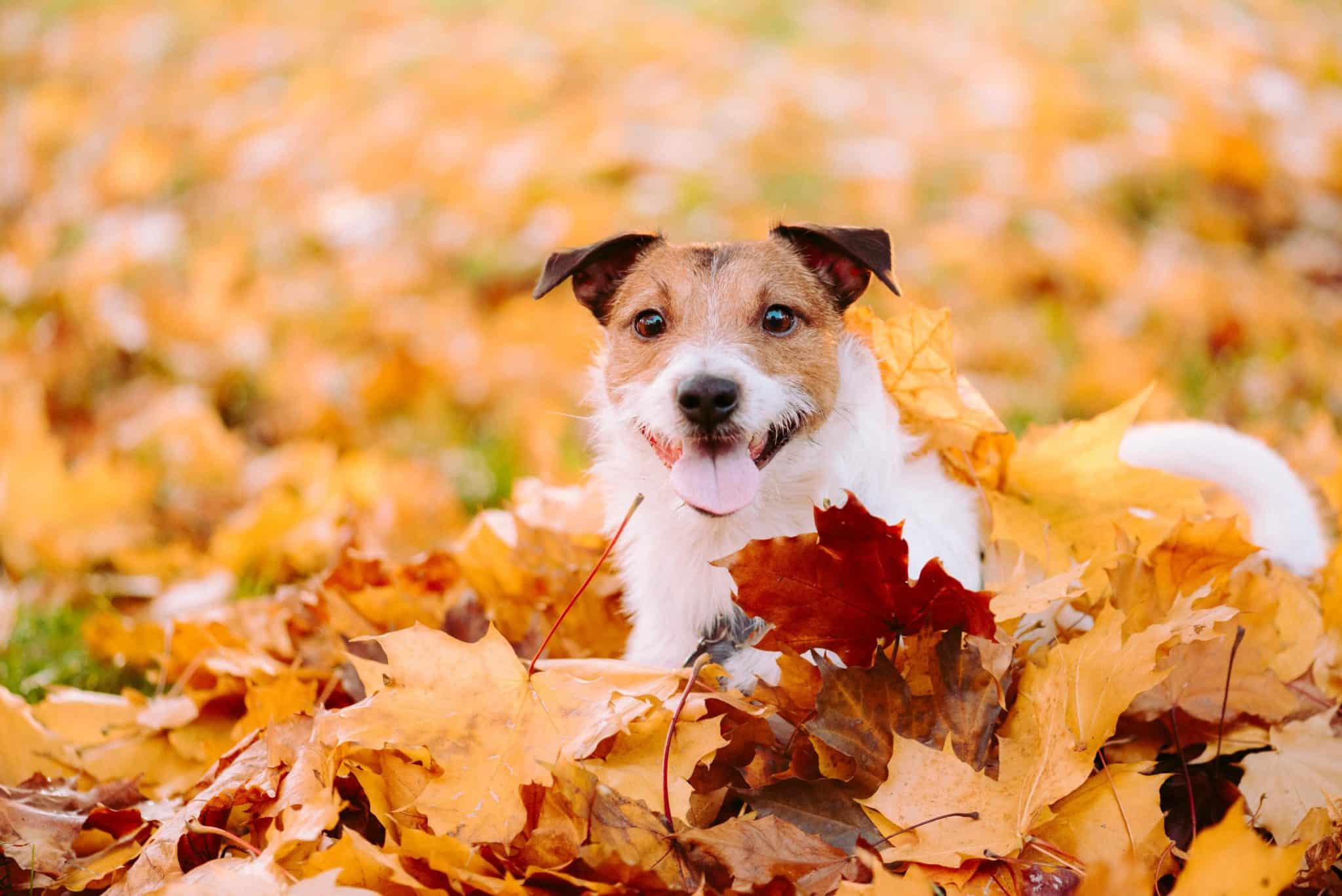 Fall Pet Safety Tips | Zion Crossroads, Virginia | Crossroads Animal ...