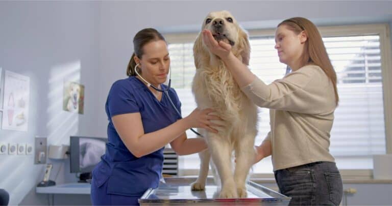 How To Keep Your Pet Healthy | Zion Crossroads, Virginia | Crossroads ...