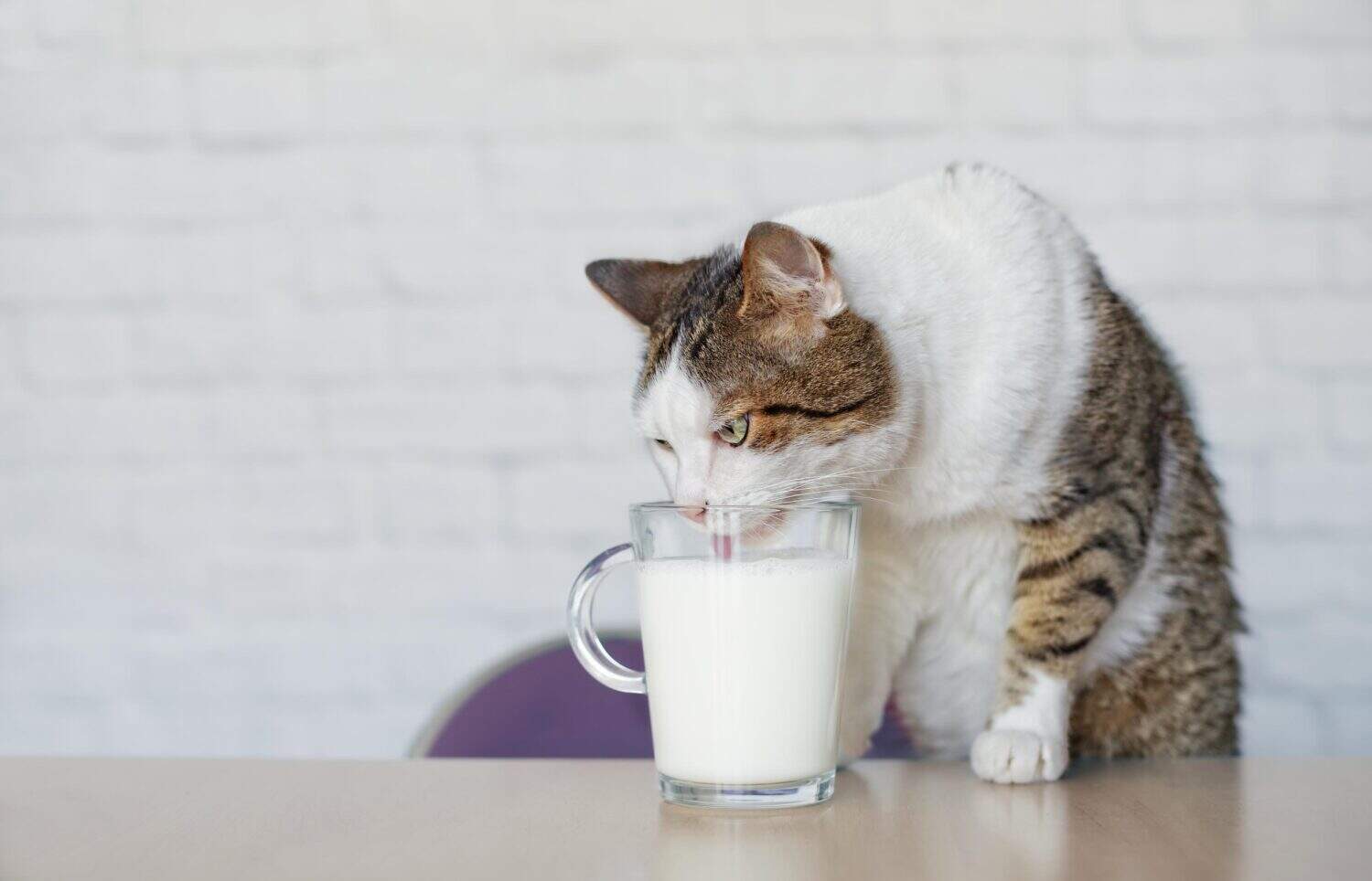 Can Cats Drink Cow's Milk? | Crossroads Animal Hospital | Zion ...